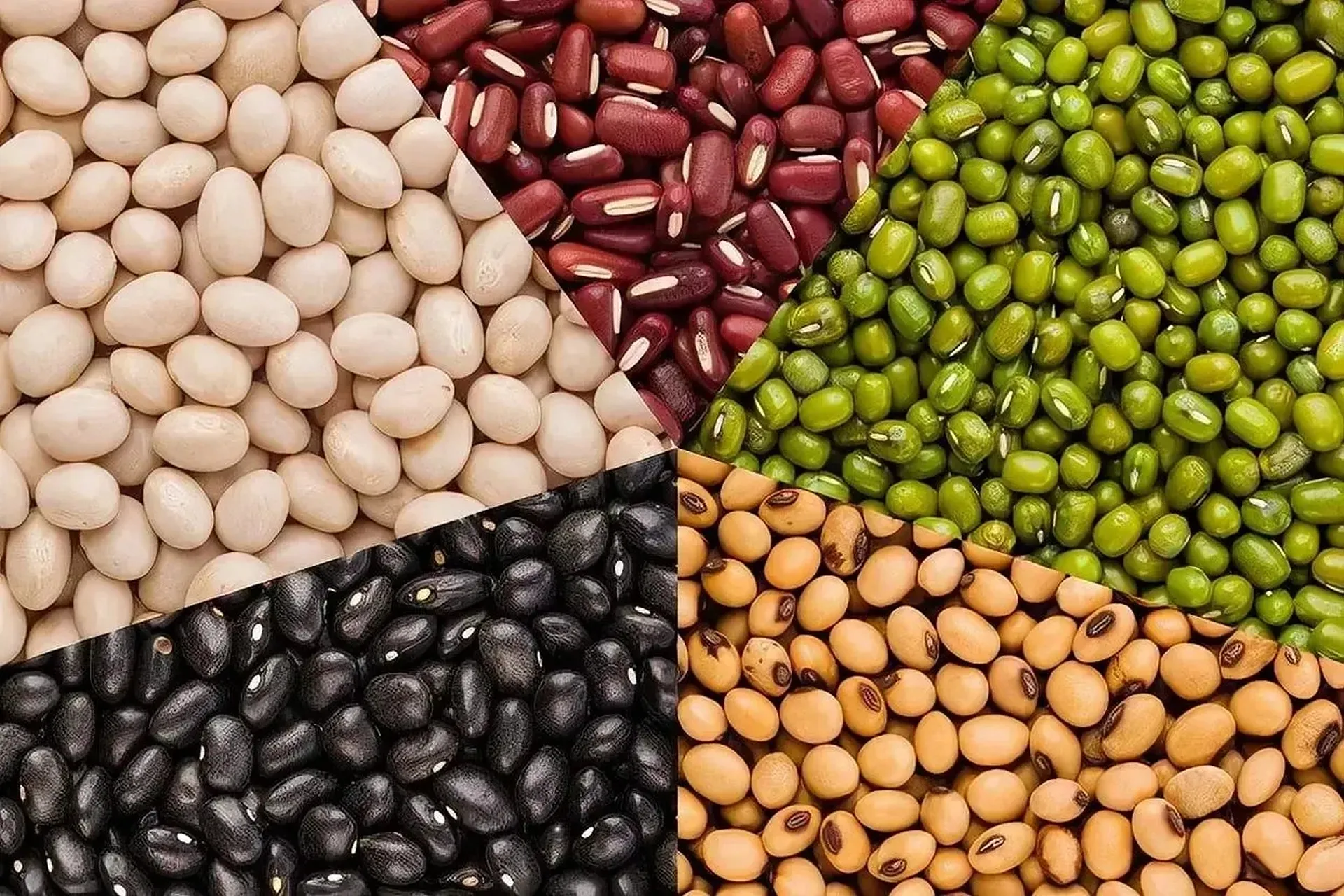 The Most Popular Beans in China | - RPL School