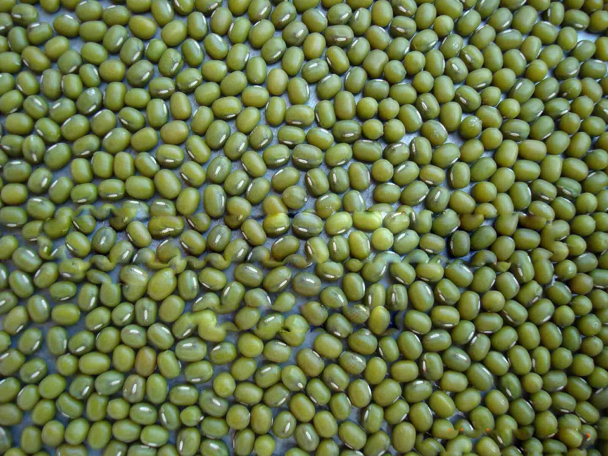 The Complete Guide to Mung Beans in China: History, Foods, and Cultural ...